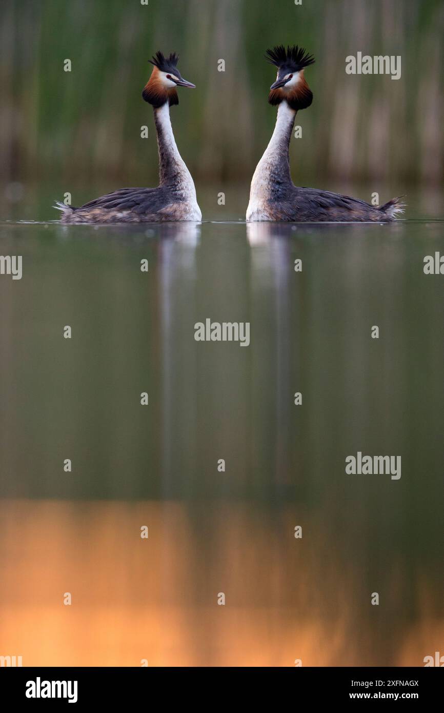Great crested grebe (Podiceps cristatus) mimicking each others ...