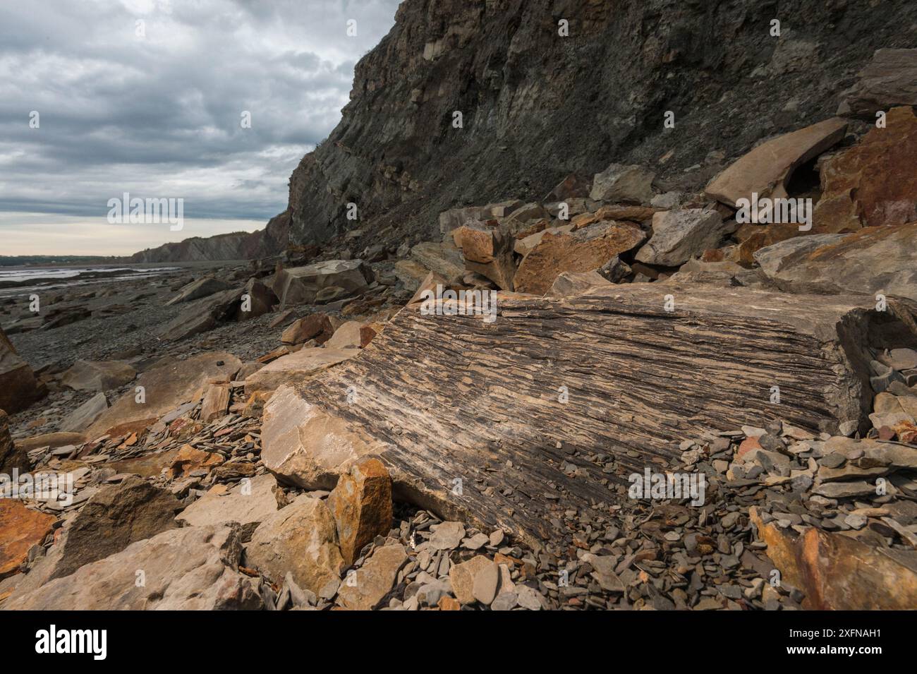 Fossilized Remains Of The Tree Like Lycopodiophyte Sigillaria At