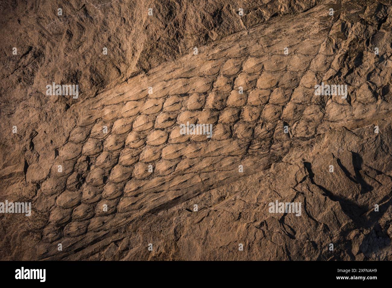 Fossilized remains of Lepidendron, the tallest of the coal age trees ...