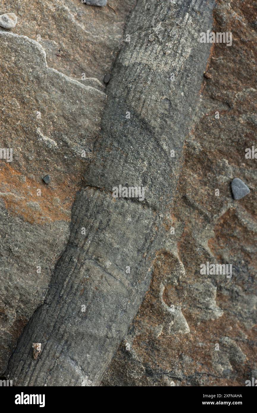 Fossilized remains of Calamites, a fast growing bamboo-like plant that ...
