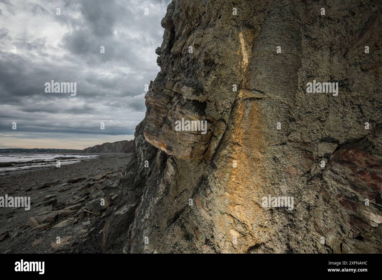 Tree-like lycopodiophyte (Sigillaria) preserved in situ at Joggins ...
