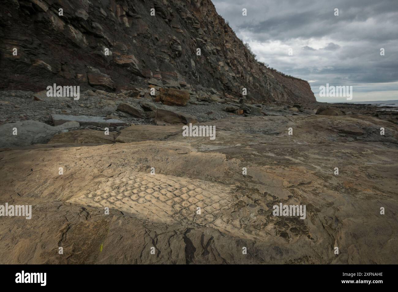 Fossilized remains of Lepidendron, the tallest of the coal age trees ...