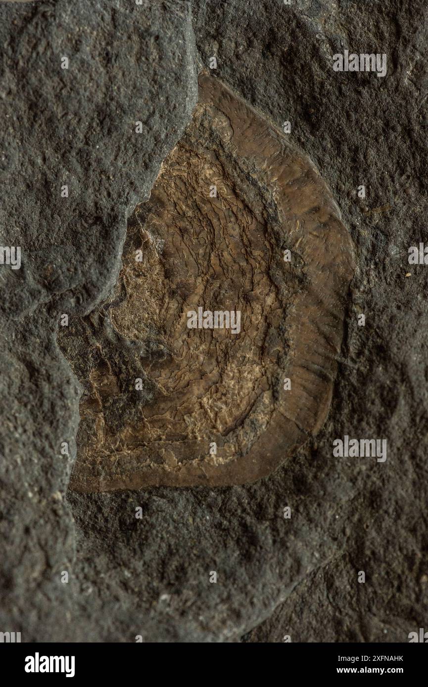 Fish fossil scale hi-res stock photography and images - Alamy