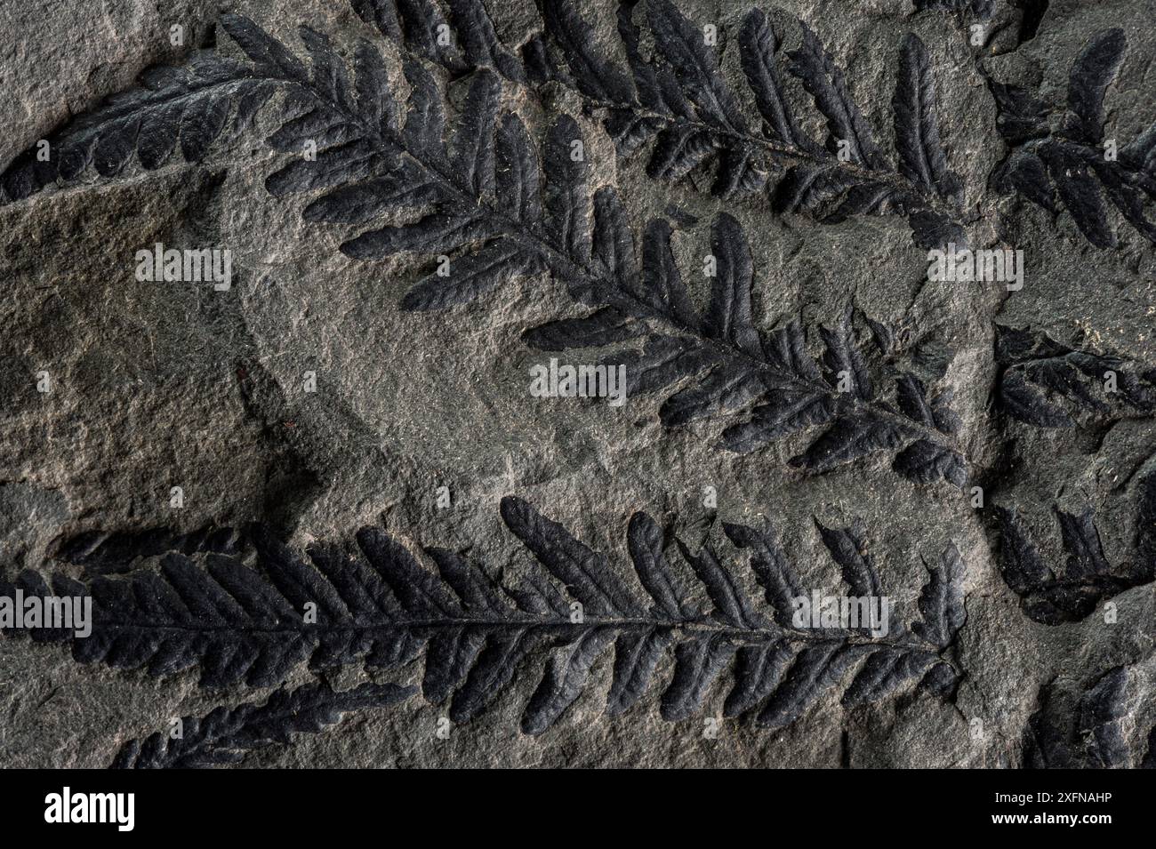 Fossil leaves of seed ferns, a kind of extinct plant, Joggins Fossil ...