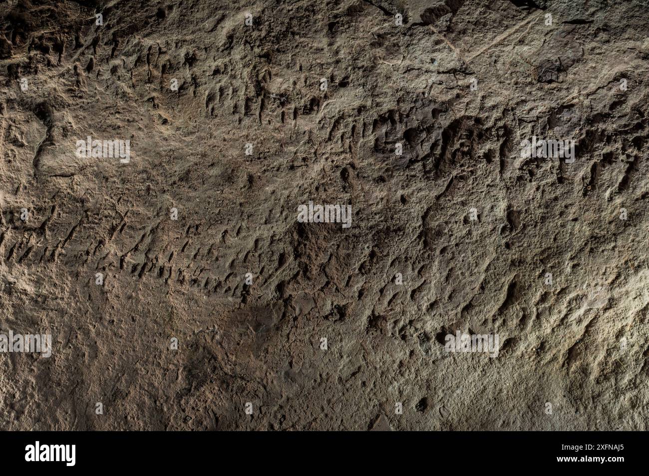 Fossil trackway of Arthopleura, the largest land-dwelling invertebrate ...