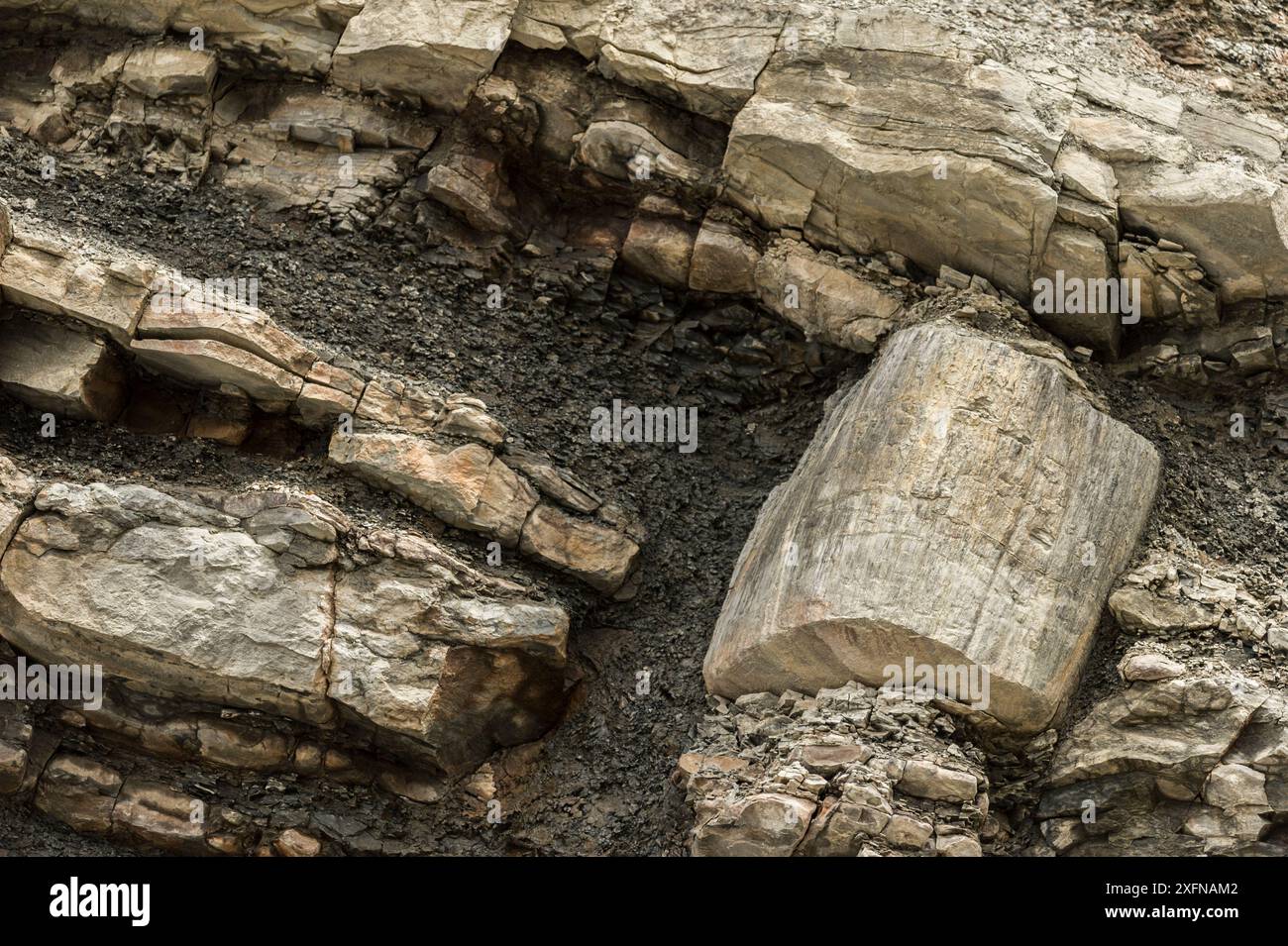 Tree-like lycopodiophyte Sigillaria is famously preserved in situ ...