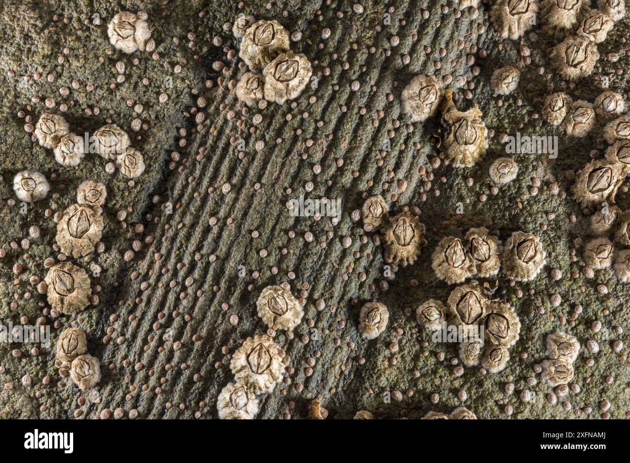 Barnacles growing on the fossilized remains of Calamites, a common ...