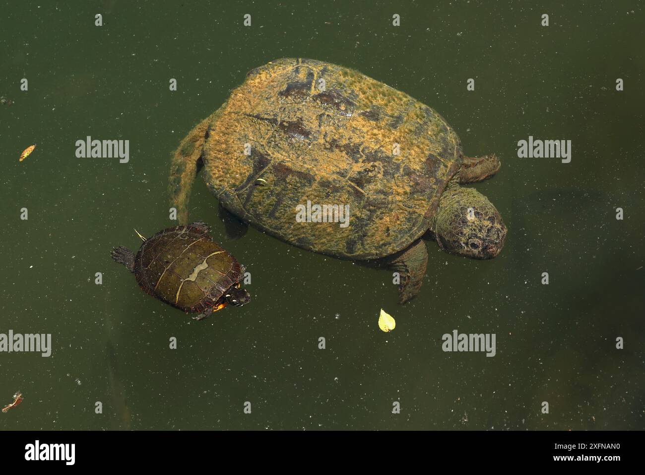 Snapping turtle (Chelydra serpentina) and Painted turtle (Chrysemys ...