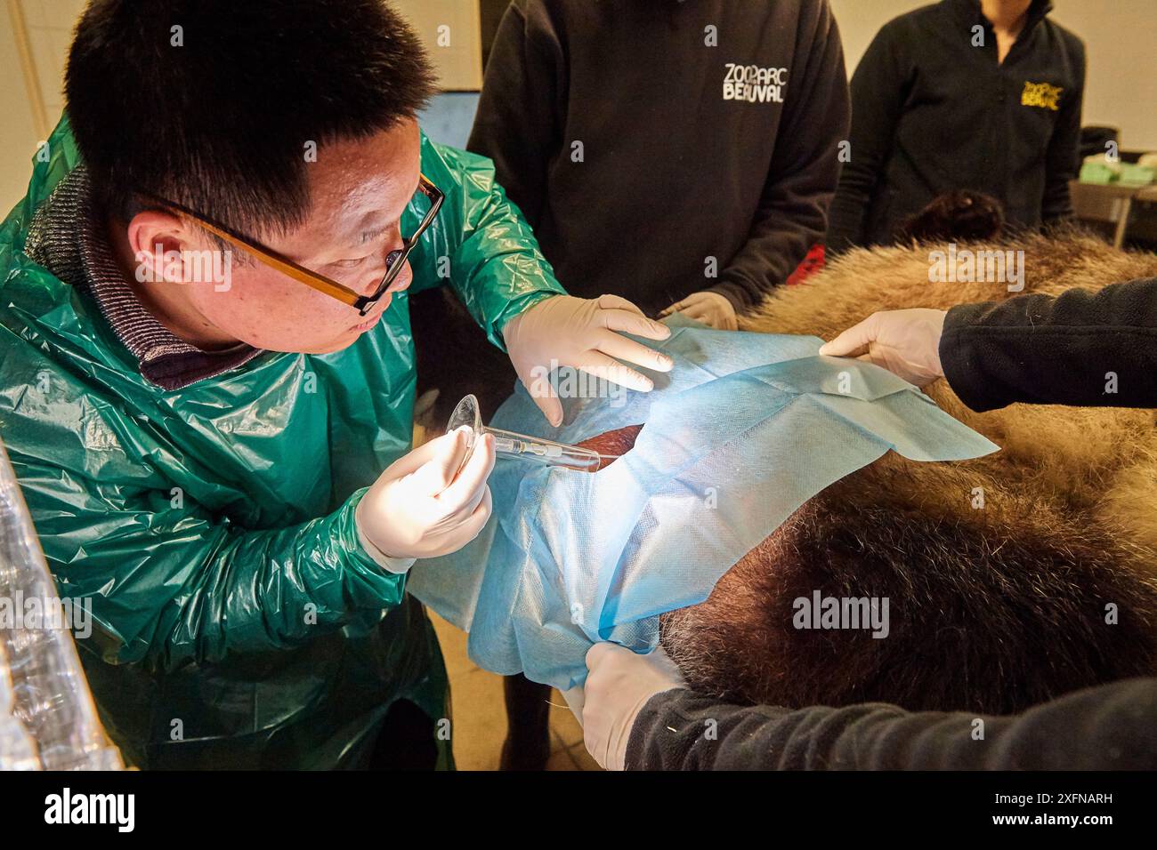 Chinese scientist from the Chengdu Giant Panda Breeding Centre ...