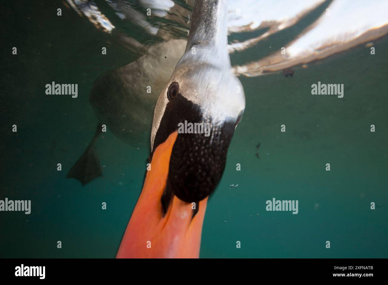 Swans eating underwater hi-res stock photography and images - Alamy