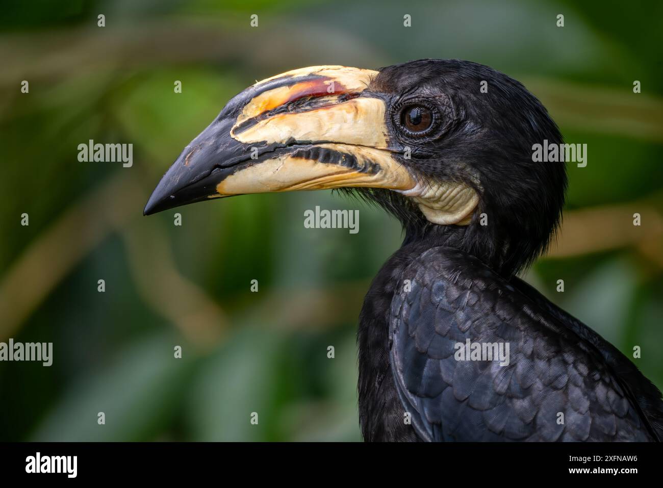 African Pied Hornbill - Lophoceros fasciatus, large beautiful iconic ...