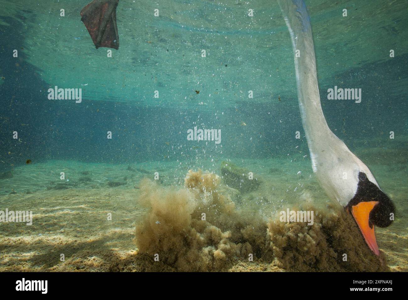 Swans eating underwater hi-res stock photography and images - Alamy