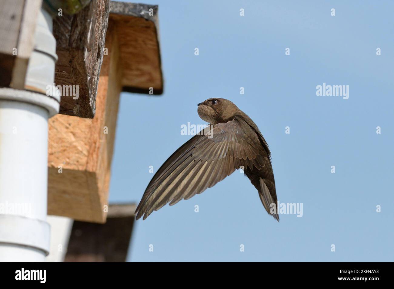 Common swift (Apus apus) flying to a nest box attached to the eaves of ...