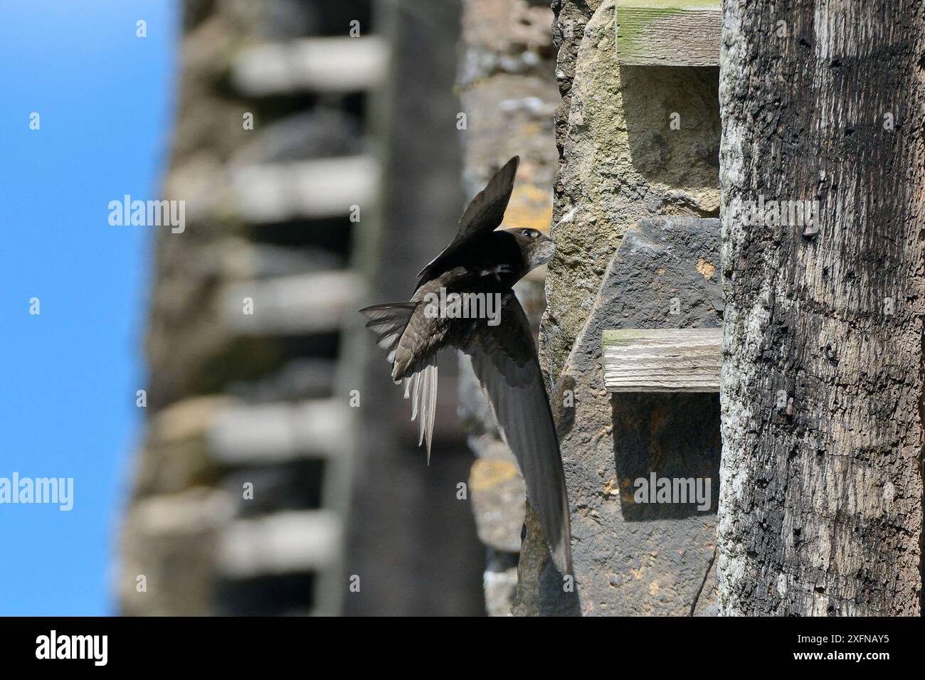 Common swift (Apus apus) flying to its nest site in a roof crevice in ...