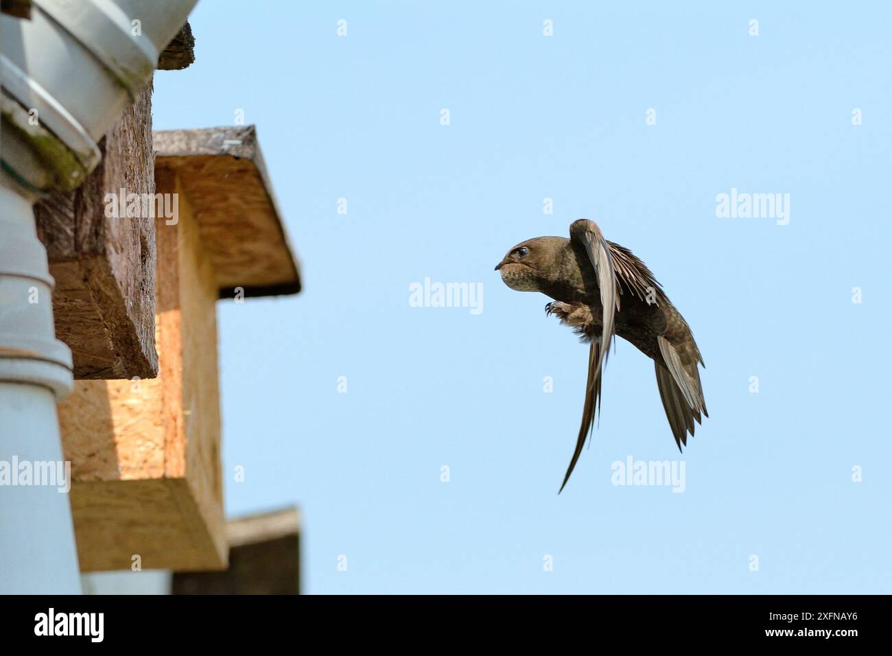 Common swift (Apus apus) with a throat pouch bulging with insects ...