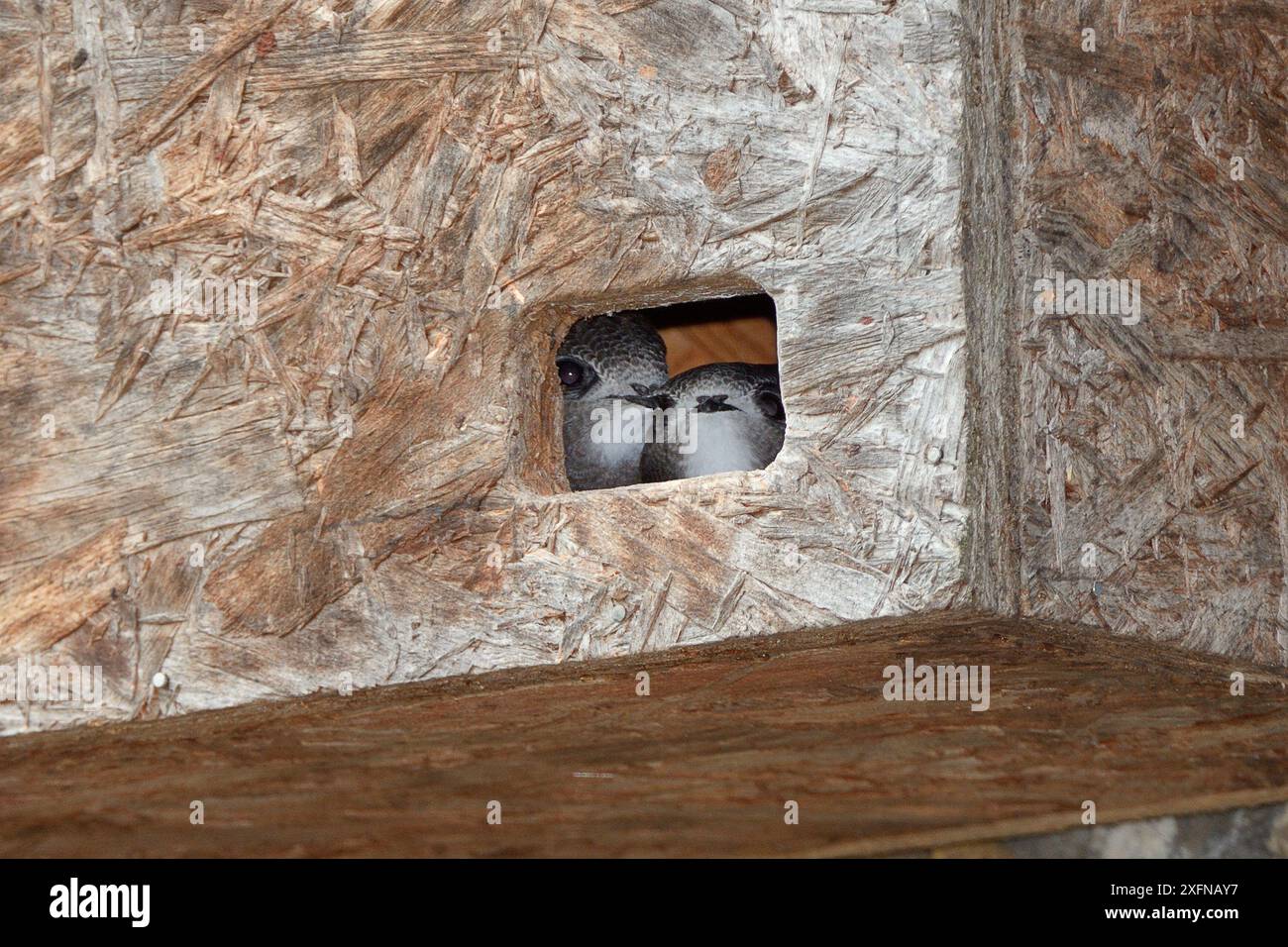 Two Common swift chicks (Apus apus), close to fledging, peering out ...