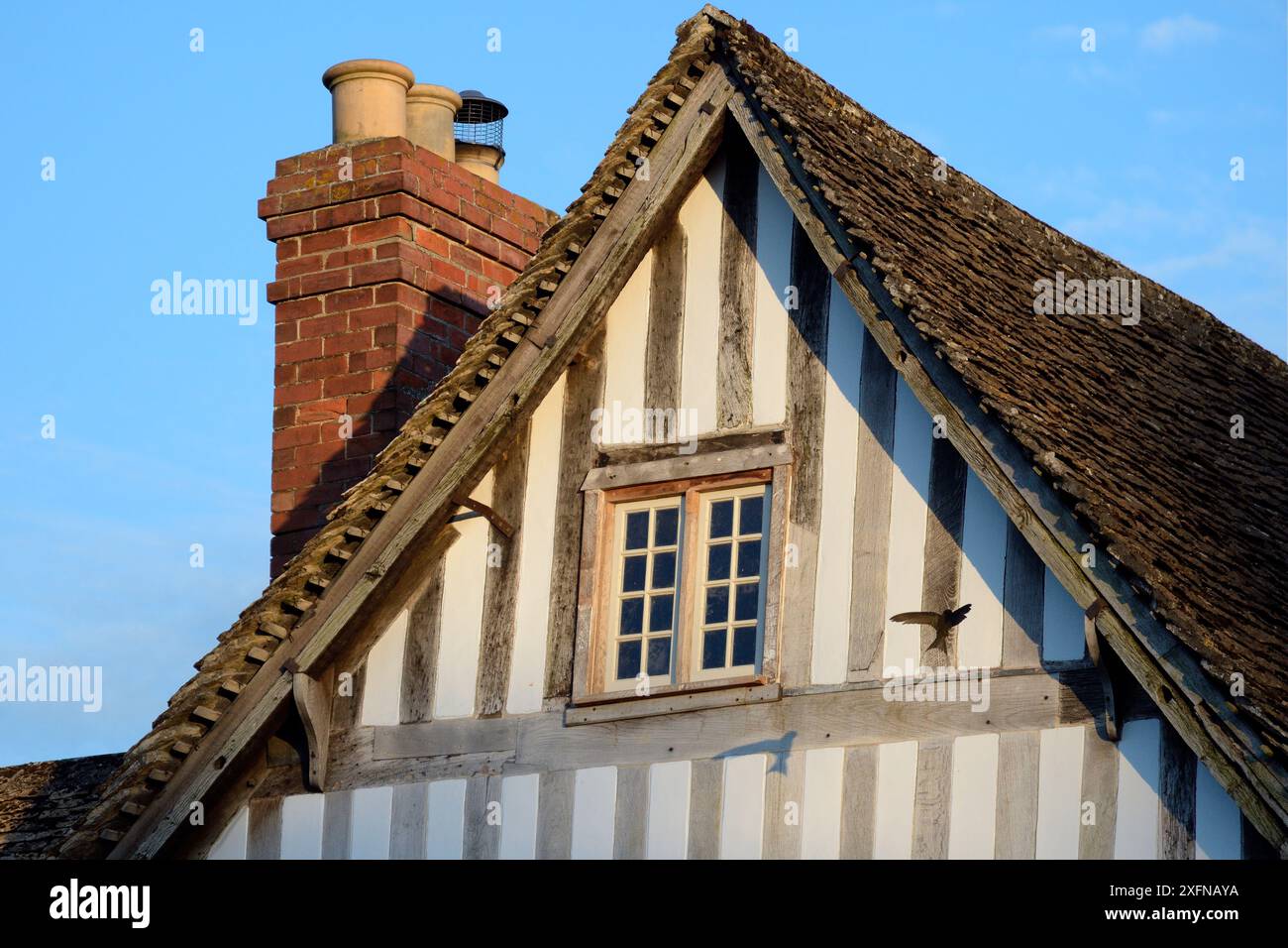 Common swift (Apus apus) flying to its nest site in a roof crevice in ...