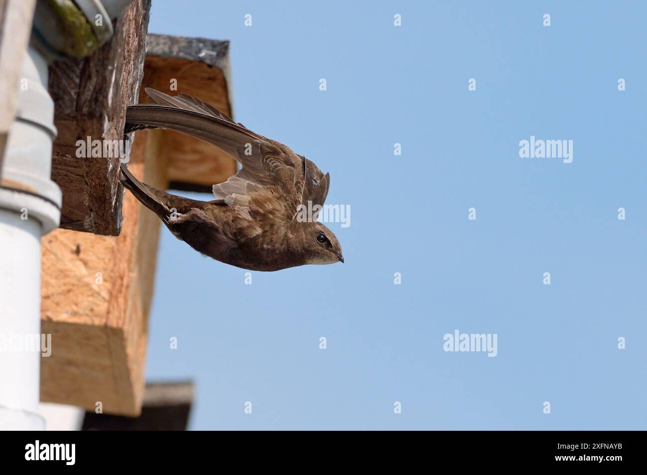 Common swift bird feeding hi-res stock photography and images - Alamy