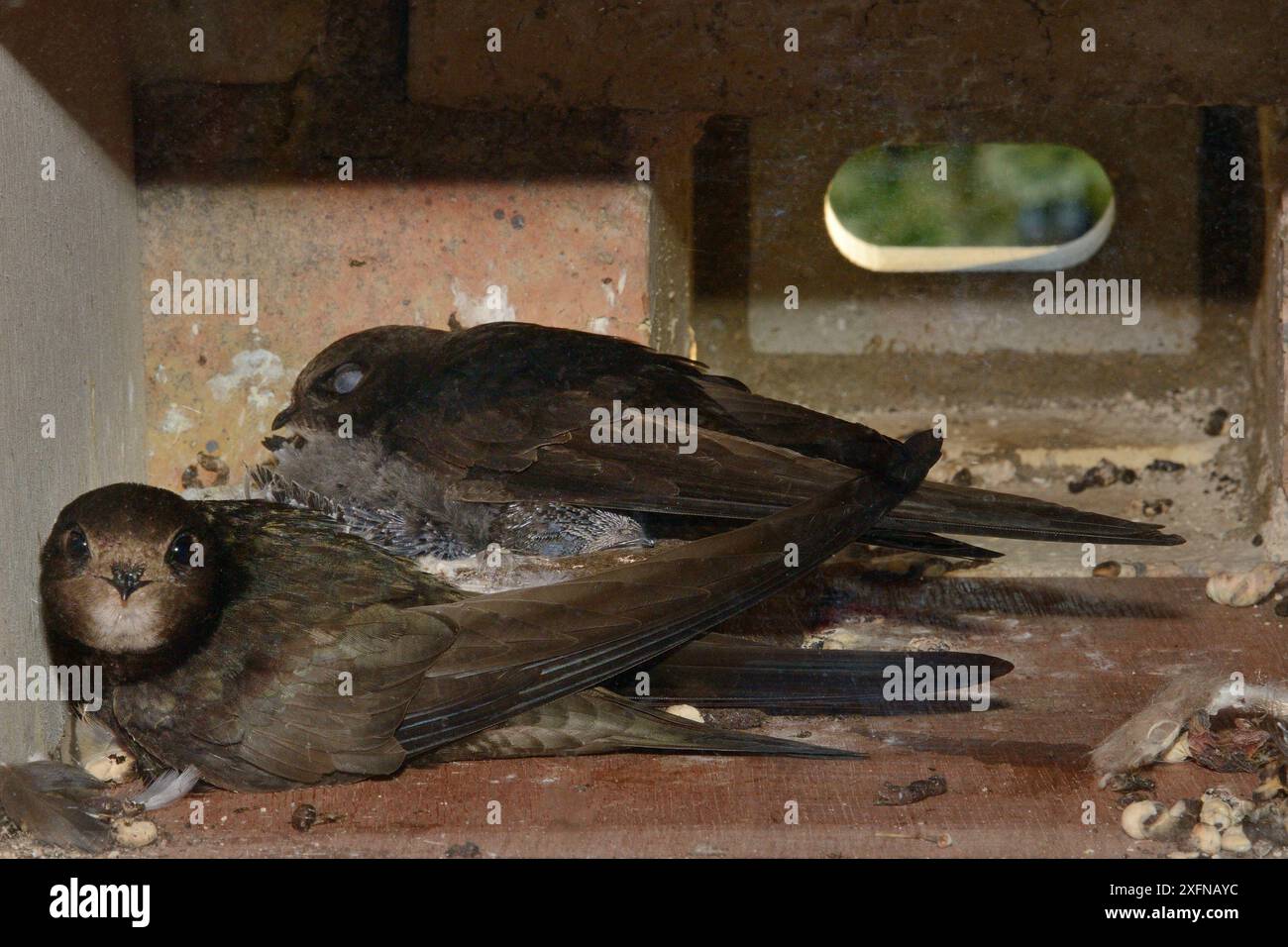 Common swift (Apus apus) pair resting in their nest box alongside their ...