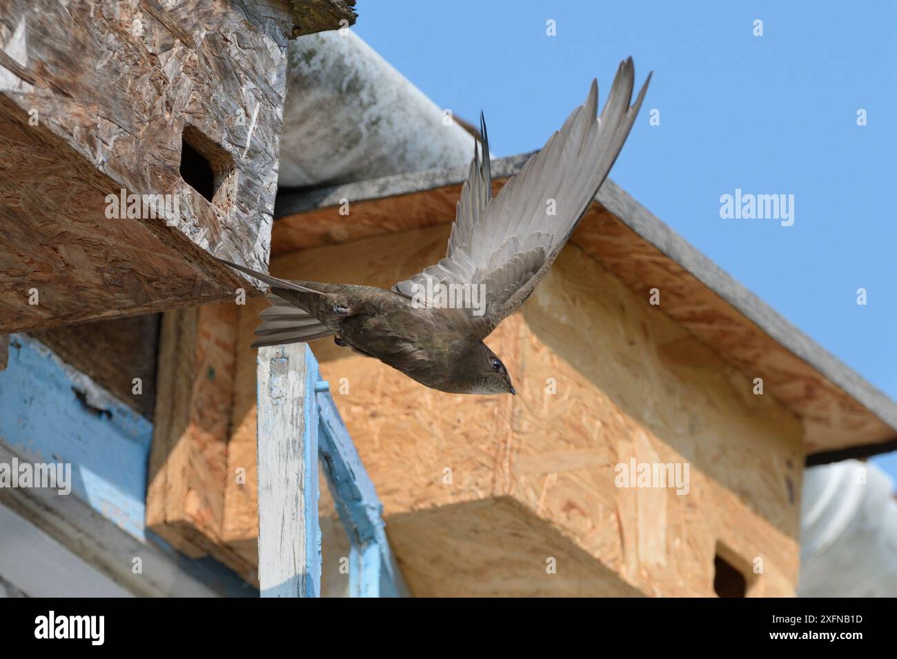 Common swift (Apus apus) flying from a nest box after feeding its ...