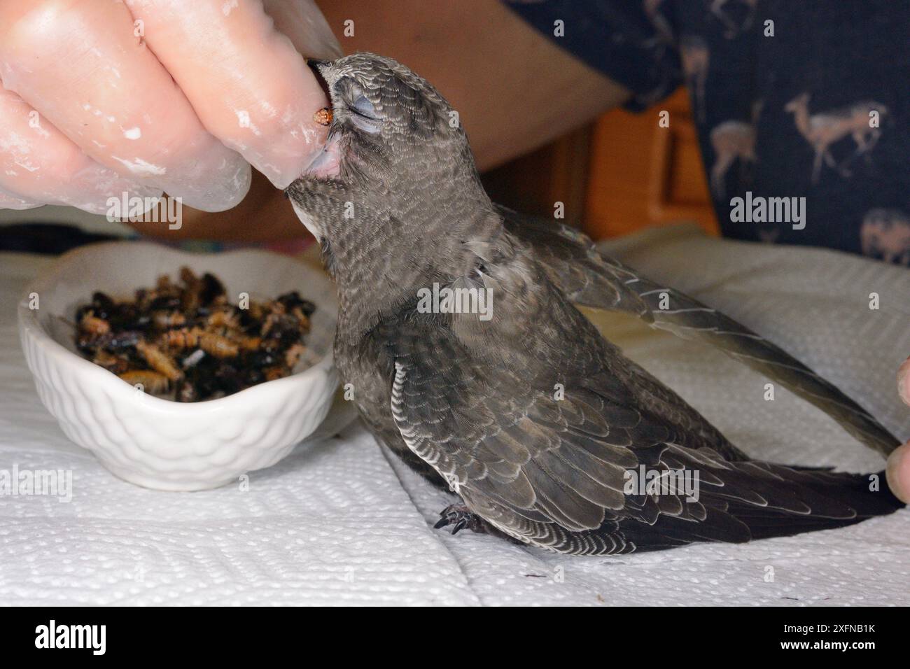 Orphaned Common swift chick (Apus apus) hand fed with a cricket by ...