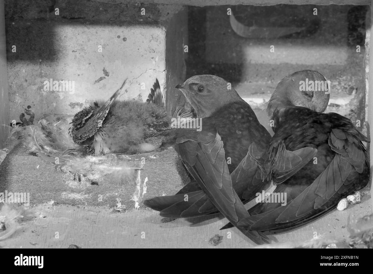 Common swift (Apus apus) pair resting and preening in their nest box ...