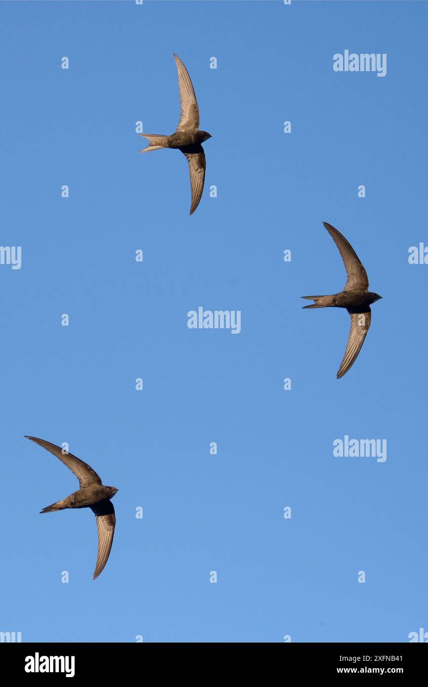 Three Common swifts (Apus apus) flying overhead, Lacock, Wiltshire, UK ...