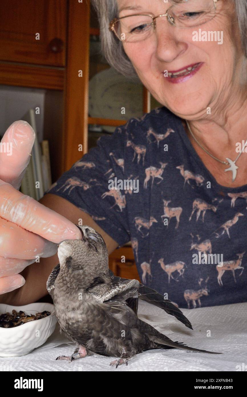 Orphaned baby bird hi-res stock photography and images - Alamy