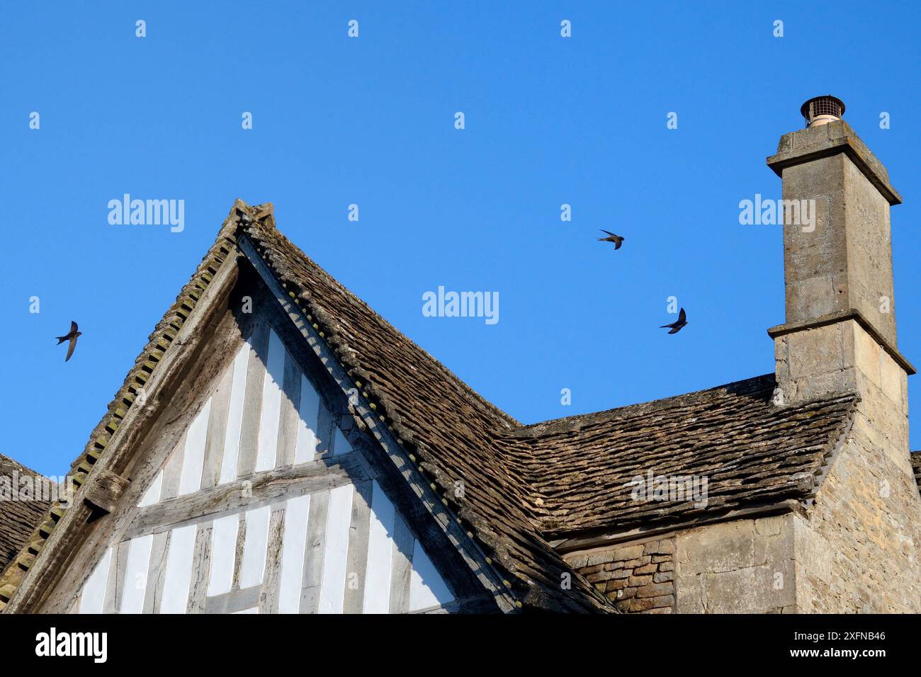 Common swift (Apus apus) group screaming as they fly over the roof of a ...