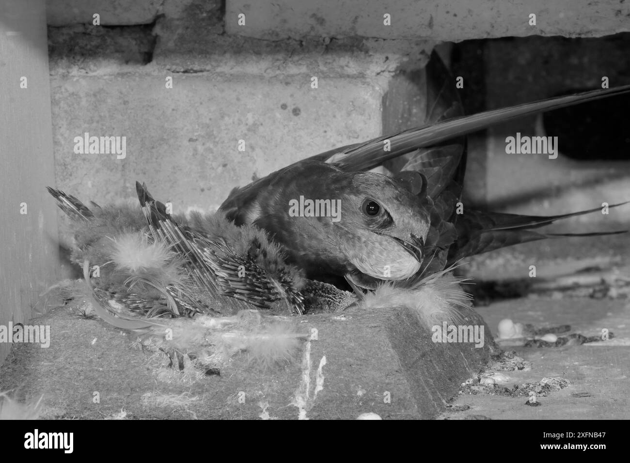 Common swift (Apus apus) with a throat pouch full of insects about to ...