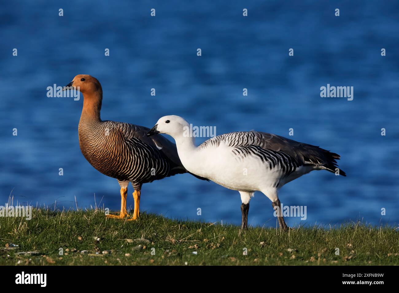 Upland goose (Chloephaga picta) pair, Darwin, East Falkland, Falkland ...
