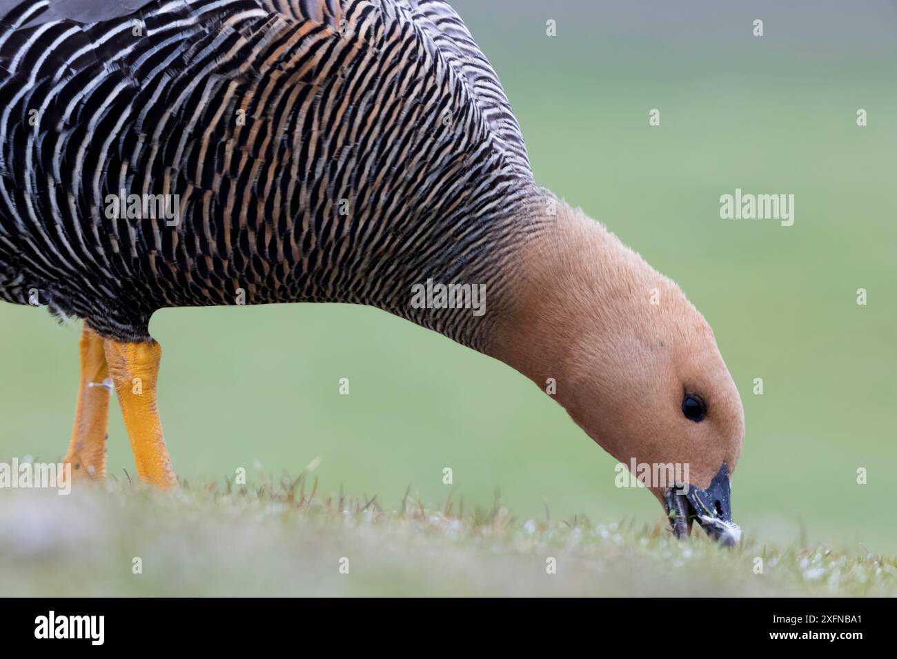 Upland goose (Chloephaga picta) female grazing, Volunteer Point, East ...