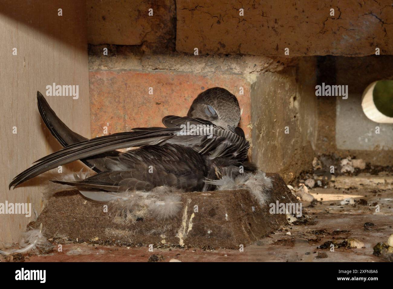 Young swifts nest box hi-res stock photography and images - Alamy