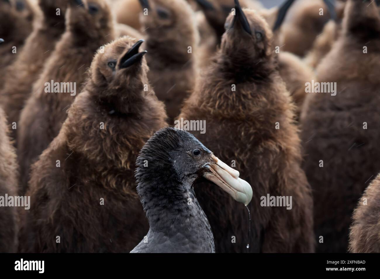 Southern Giant Petrel (Macronectes giganteus) in King penguin ...