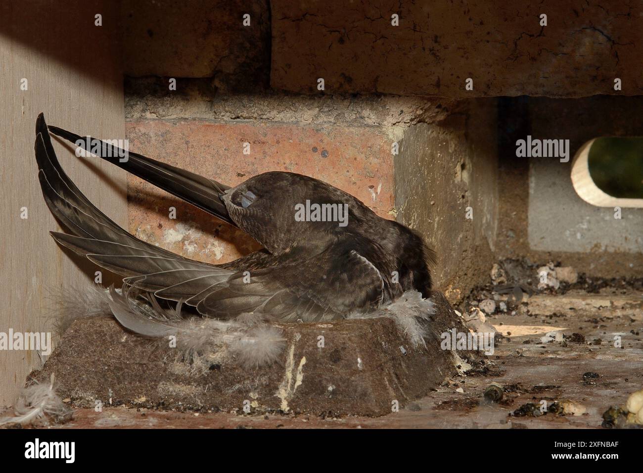Young swifts nest box hi-res stock photography and images - Alamy