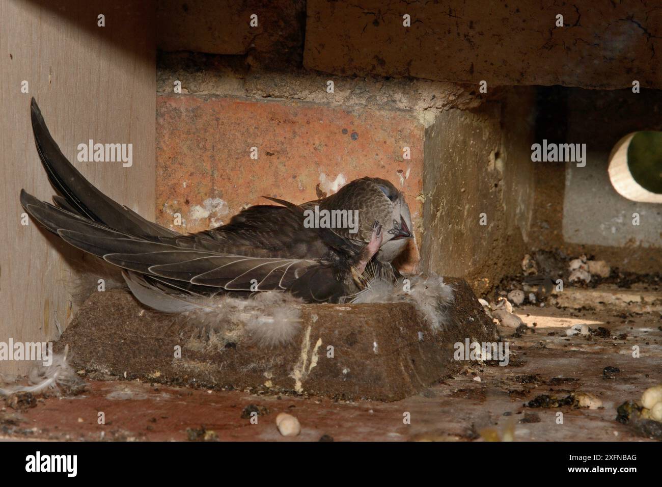 Common swift chick (Apus apus) almost fully grown scratching its head ...