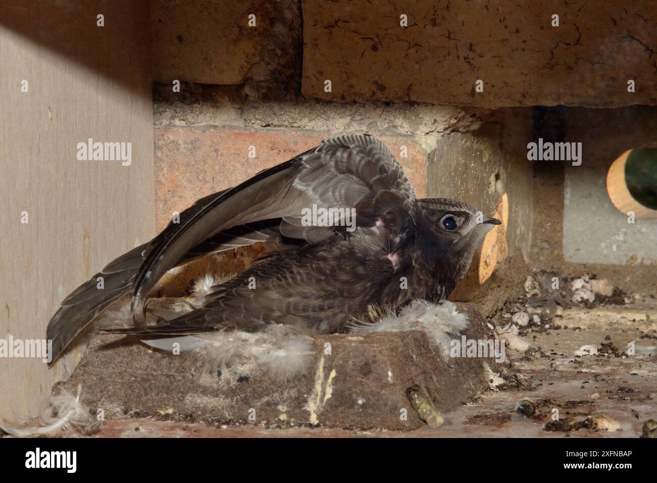 Common swift chick (Apus apus) almost fully grown stretching its wings ...