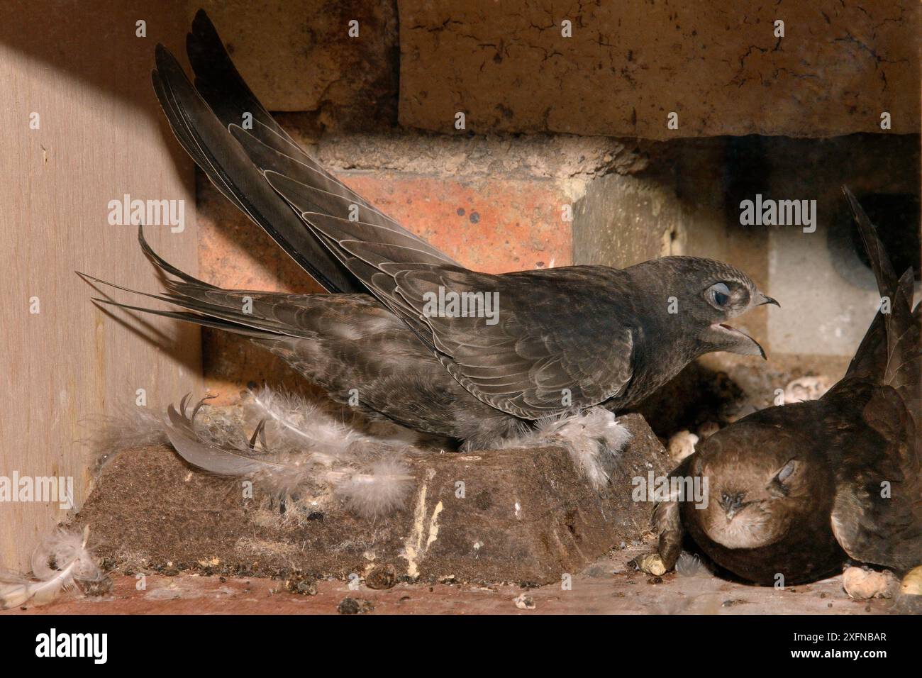 Common swift apus apus sitting hi-res stock photography and images - Alamy