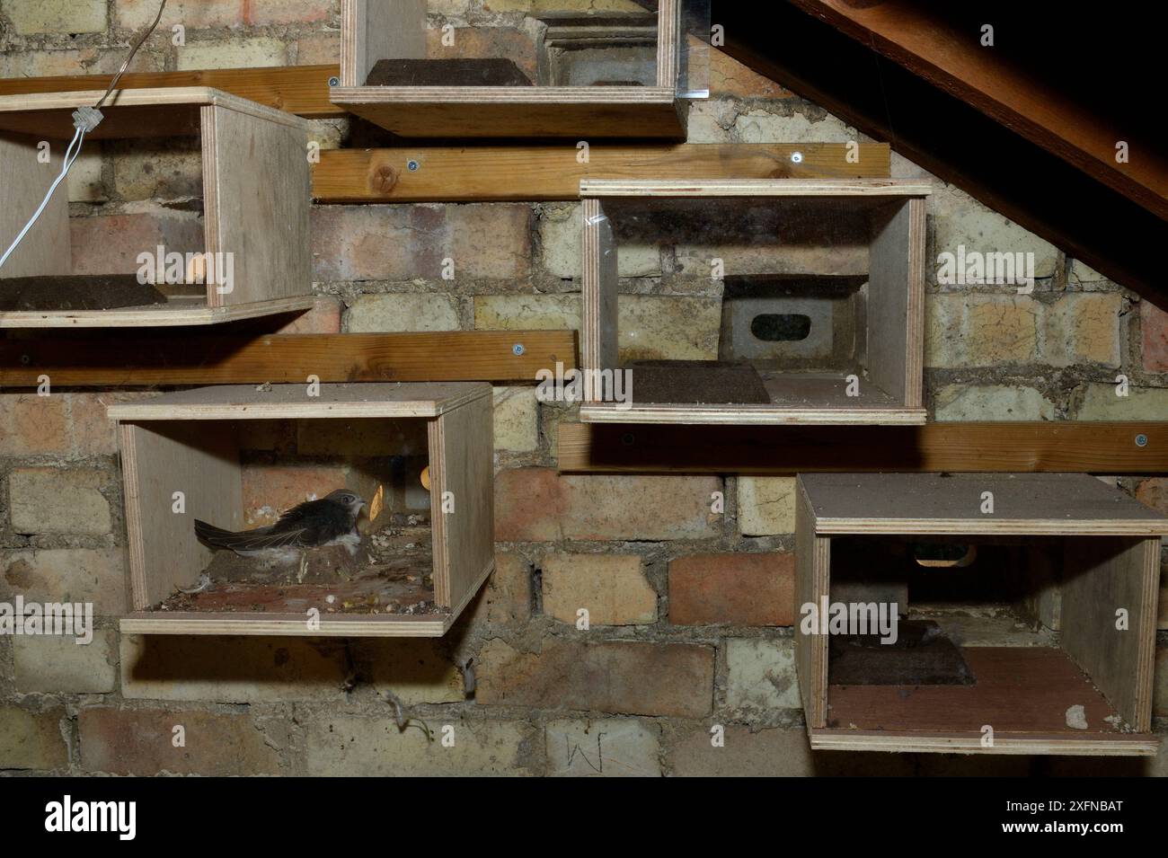 Common swift chick (Apus apus) almost fully grown resting in a nest box ...