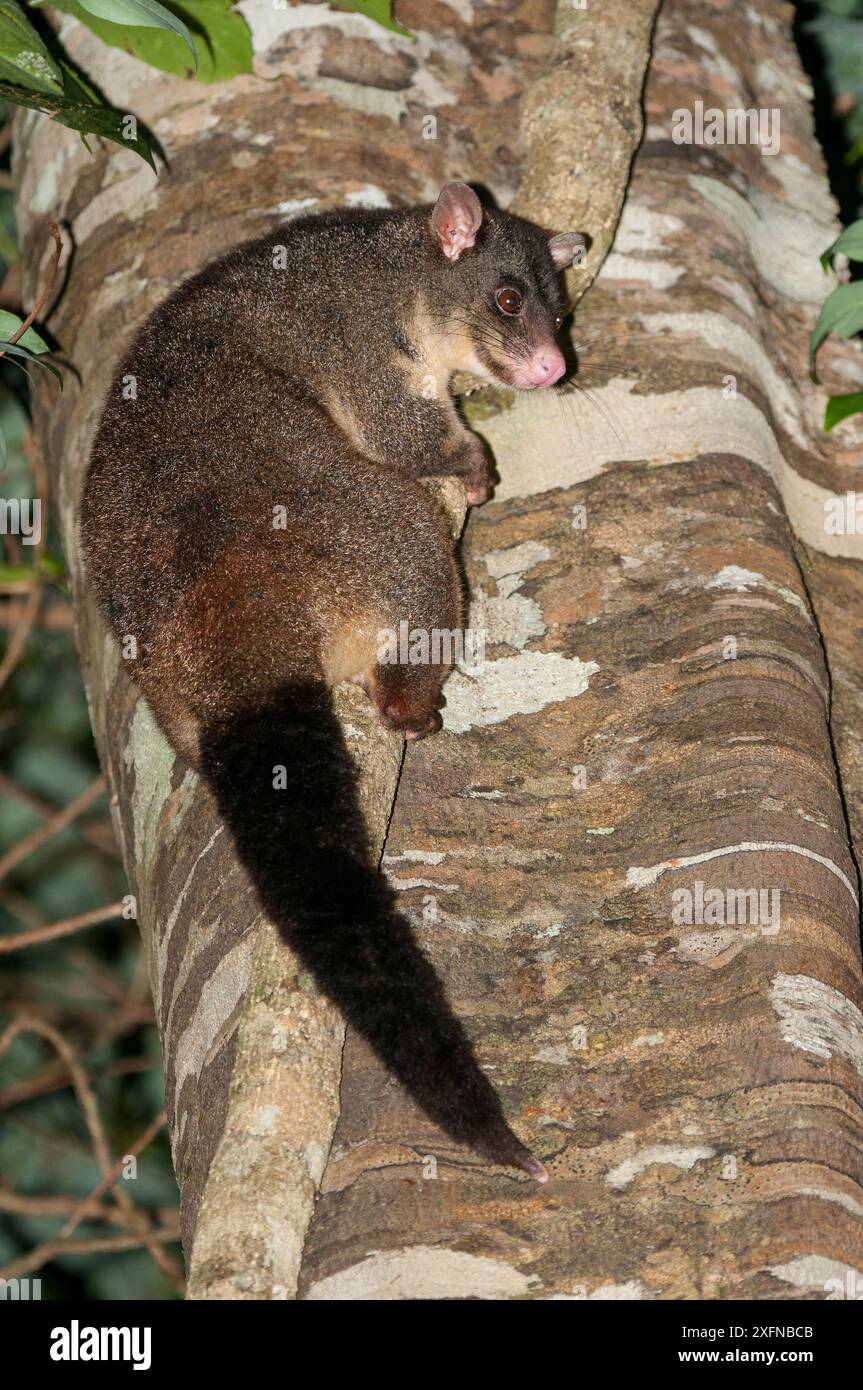 Short-eared Brushtail Possum (Trichosurus caninus), Mount Warning ...