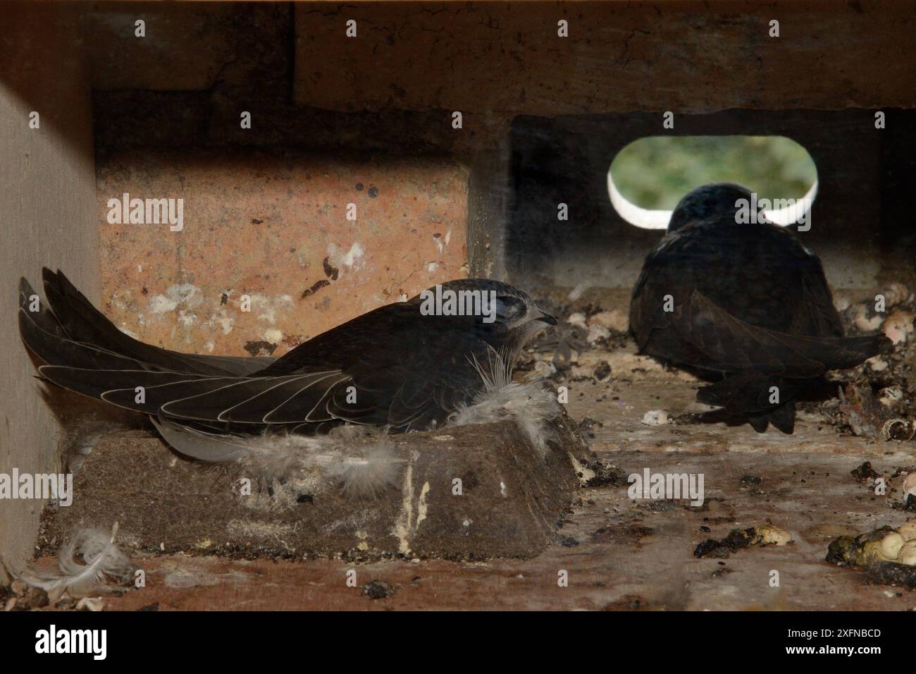 Leave with animals hi-res stock photography and images - Alamy