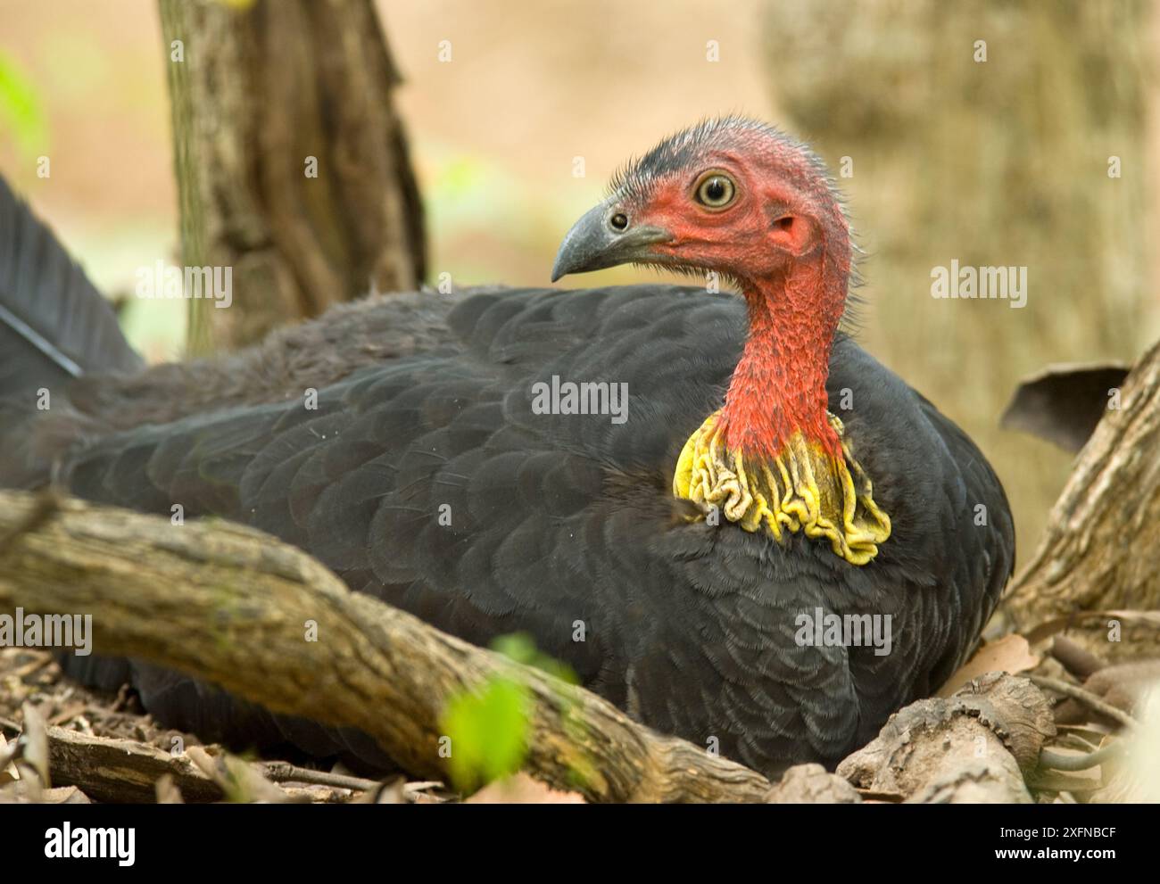Brush Turkey (Alectura lathami), Nightcap National Park, Gondwana ...