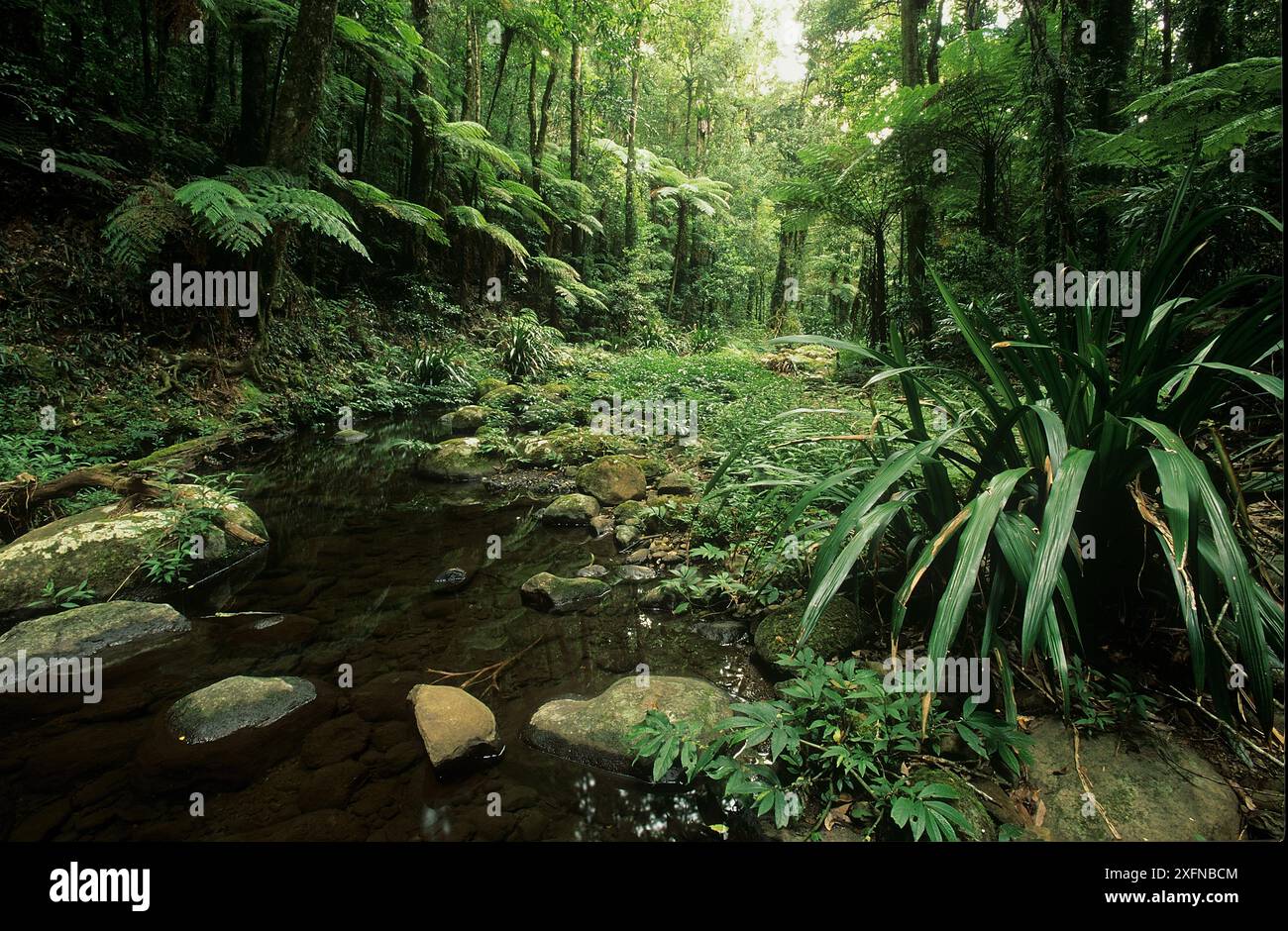 Subtropical rainforest with Brindle Creek, Border Ranges National Park ...