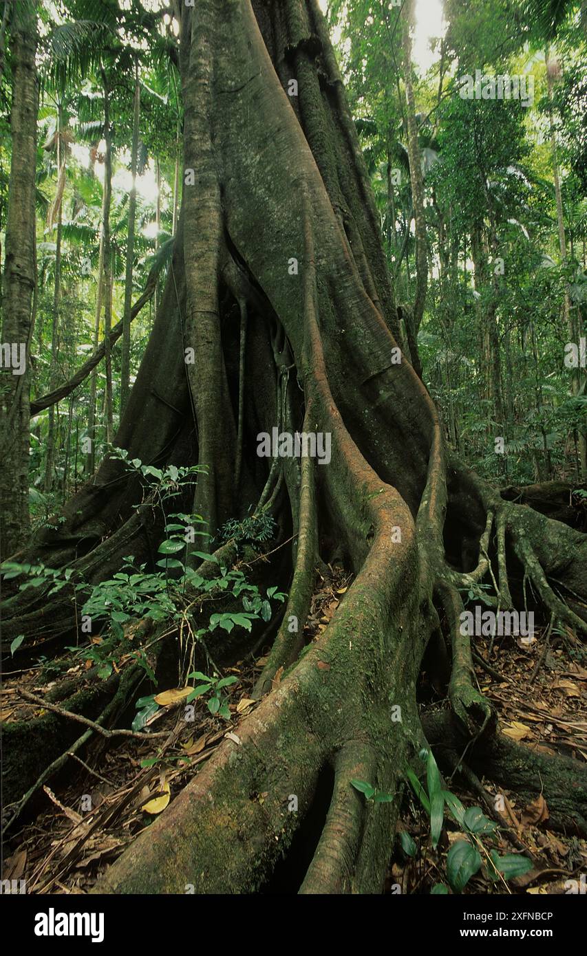 Subtropical rainforest dominant tree, Border Ranges National Park ...