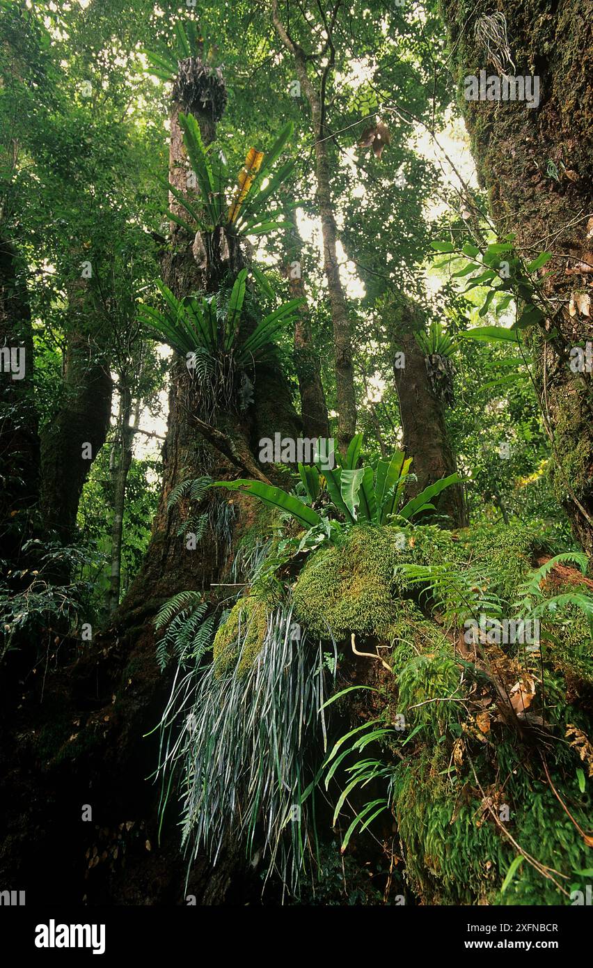 Subtropical rainforest, Border Ranges National Park, Gondwana ...