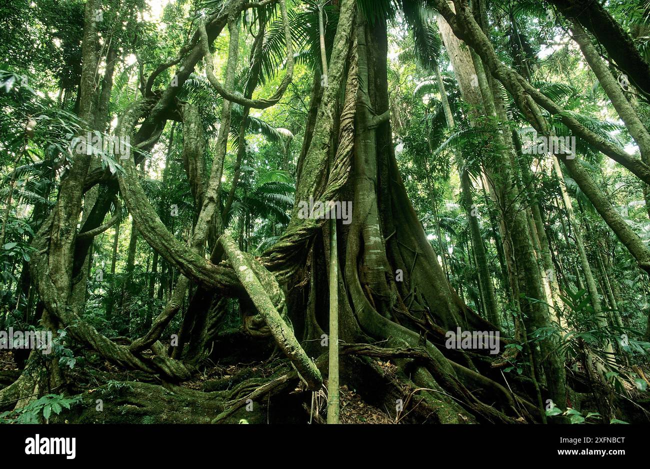 Giant lianas hanging from rainforest tree, Subtropical rainforest, Border Ranges National Park ...