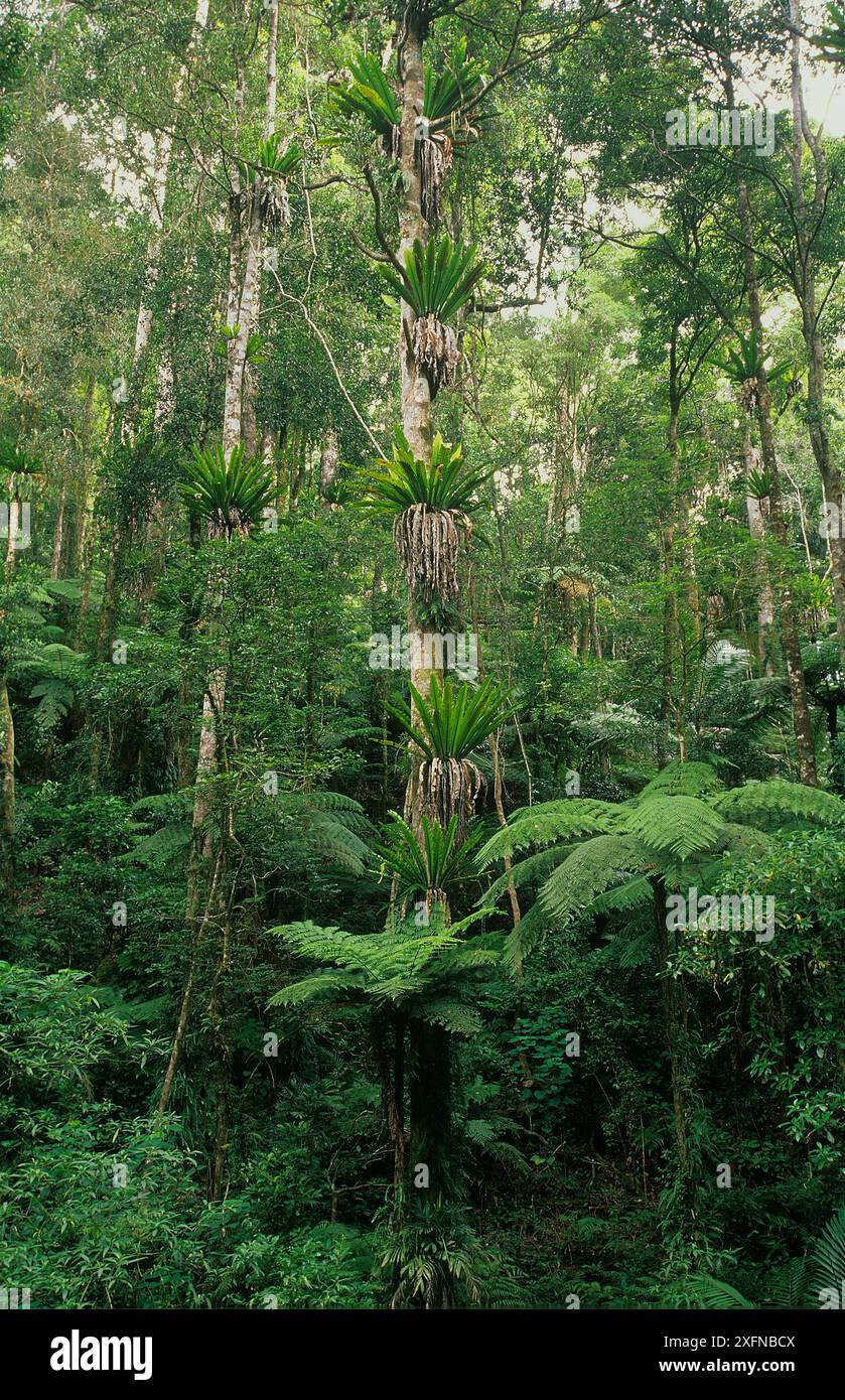 Subtropical rainforest with tree fern understorey, Border Ranges ...