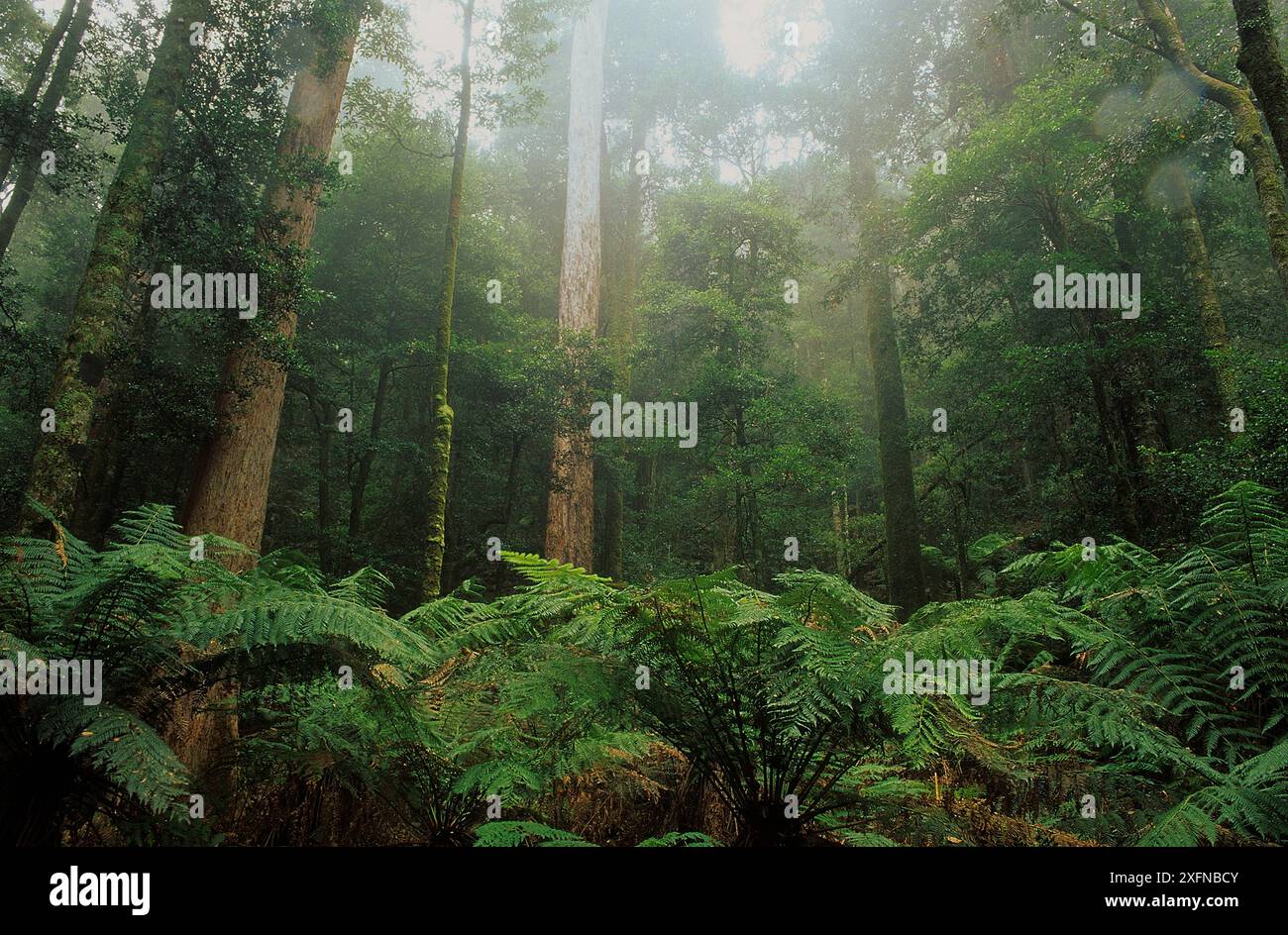 Subtropical rainforest, New England National Park, Gondwana Rainforest ...