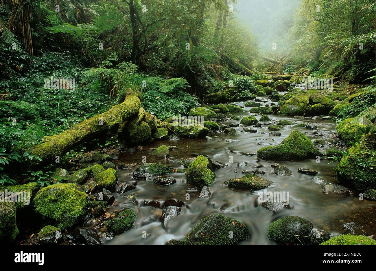 Rainforests in new south wales hi-res stock photography and images - Alamy