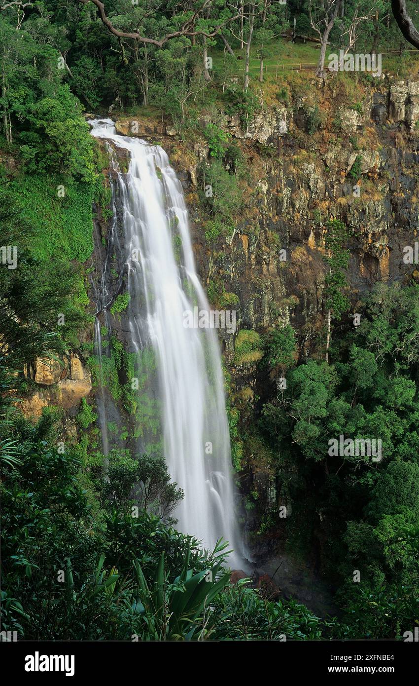 Moran falls and subtropical rainforest, Lamington National Park ...